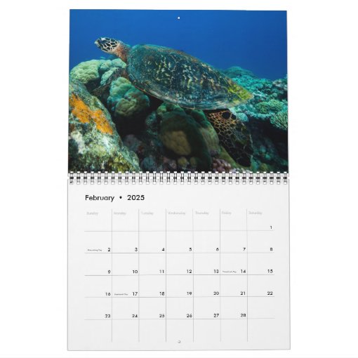 2015 Turtles of the Coral Sea Calendar | Zazzle