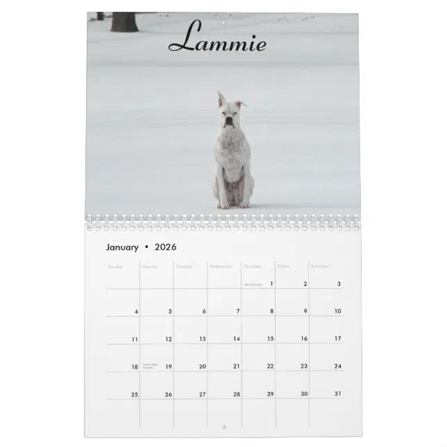 2015 White Boxer Calendar | Zazzle