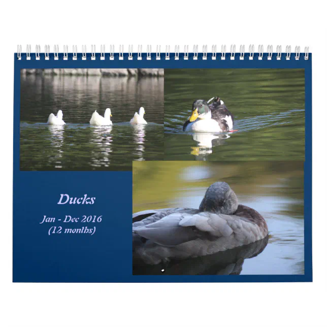 2016 Ducks Calendar | Zazzle