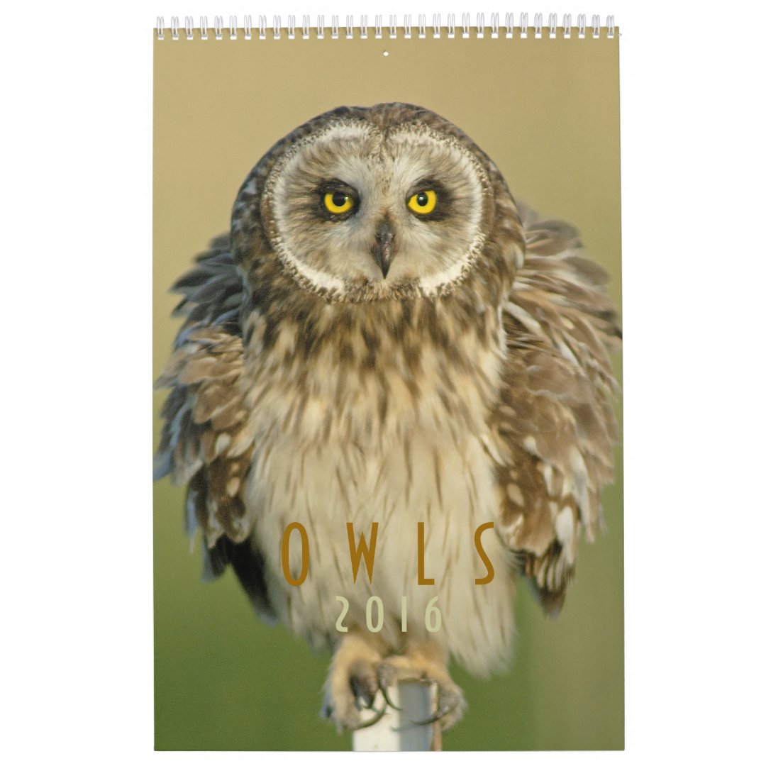 2016 Owls Wall Calendar for Bird Lovers | Zazzle