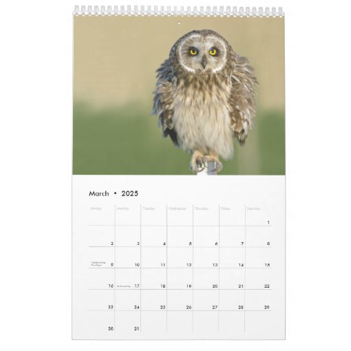 2016 Owls Wall Calendar for Bird Lovers | Zazzle
