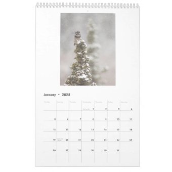 2016 Owls Wall Calendar for Bird Lovers | Zazzle