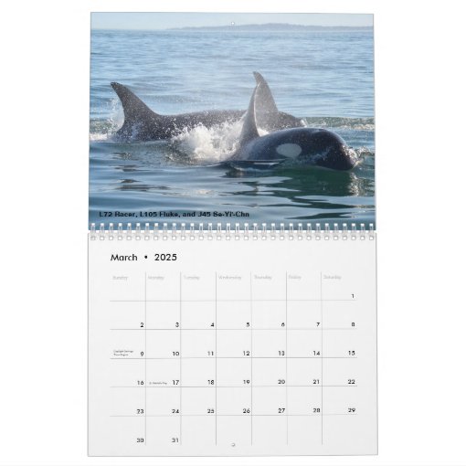 2017 Southern Resident Killer Whale Calendar | Zazzle