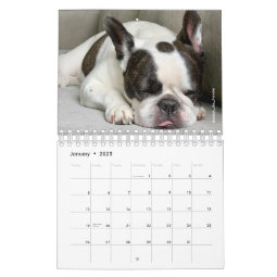 2020 French Bulldog Calendar - Cooper the Frenchie | Zazzle