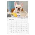 2020 French Bulldog Calendar-Fredrick the Frenchie Calendar | Zazzle