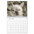 2020 French Bulldog Calendar-Fredrick the Frenchie Calendar | Zazzle
