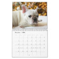 2020 French Bulldog Calendar-Fredrick the Frenchie Calendar | Zazzle