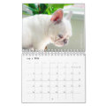 2020 French Bulldog Calendar-Fredrick the Frenchie Calendar | Zazzle