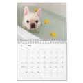 2020 French Bulldog Calendar-Fredrick the Frenchie Calendar | Zazzle