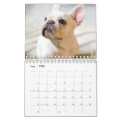 2020 French Bulldog Calendar-Fredrick the Frenchie Calendar | Zazzle
