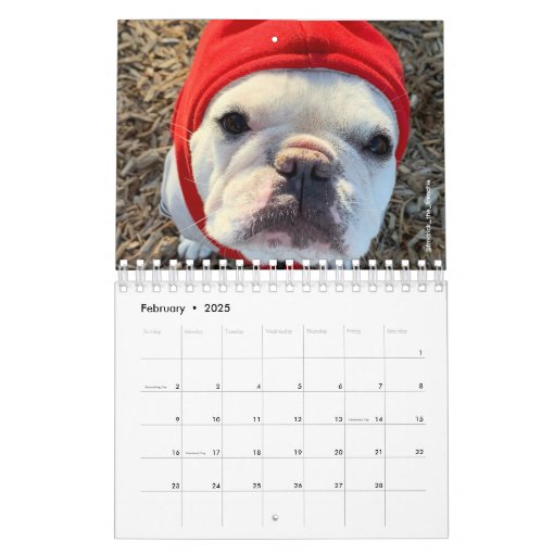 2020 French Bulldog Calendar-Fredrick the Frenchie Calendar | Zazzle