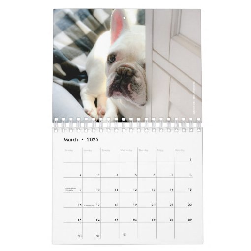 2020 French Bulldog Calendar-Fredrick the Frenchie Calendar | Zazzle