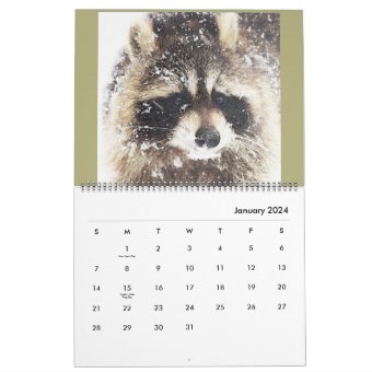 2020 Raccoons of Wild Blue Yonder Raccoon Rescue Calendar | Zazzle