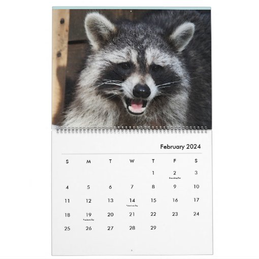 2020 Raccoons of Wild Blue Yonder Raccoon Rescue Calendar | Zazzle