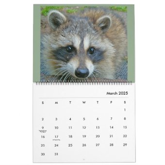 2020 Raccoons of Wild Blue Yonder Raccoon Rescue Calendar | Zazzle