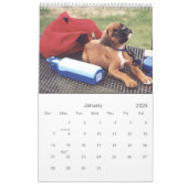 2021 Beautiful Boxer Dog Calendar | Zazzle