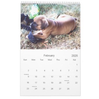 2021 Beautiful Boxer Dog Calendar | Zazzle