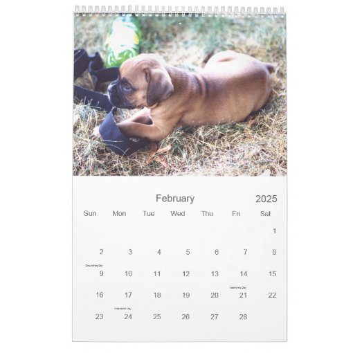 2021 Beautiful Boxer Dog Calendar | Zazzle