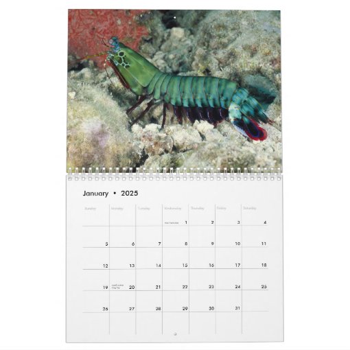 2021 Marine Fish and Sea Life Calendar | Zazzle