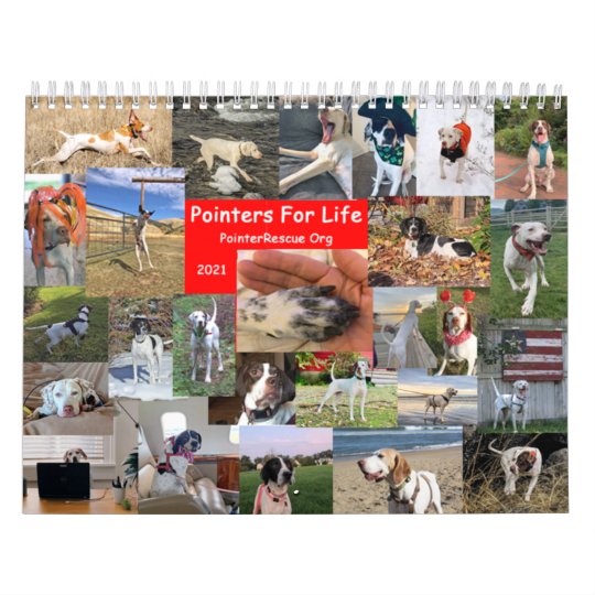 2021 Pointers For Life Calendar from PointerRescue | Zazzle.com