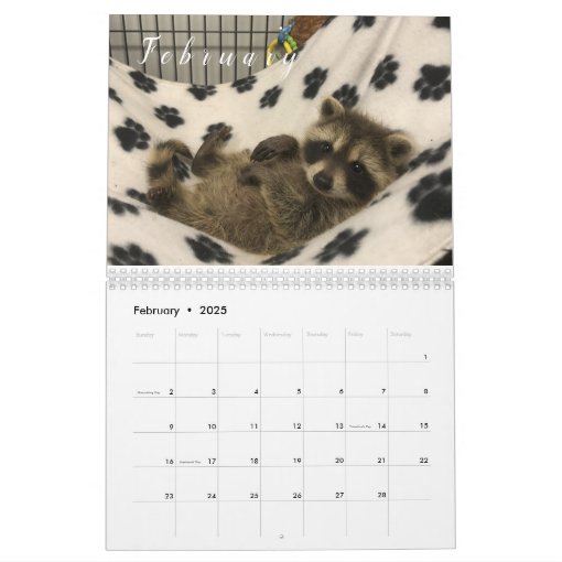 2023 Calendar Raccoons of Gordon Wildlife | Zazzle