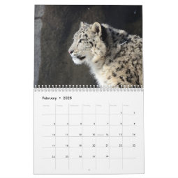 2024 Snow leopard Calendar | Zazzle