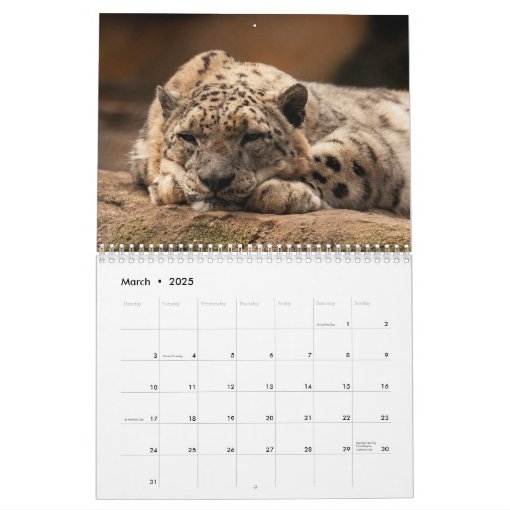 2024 Snow leopard Calendar | Zazzle
