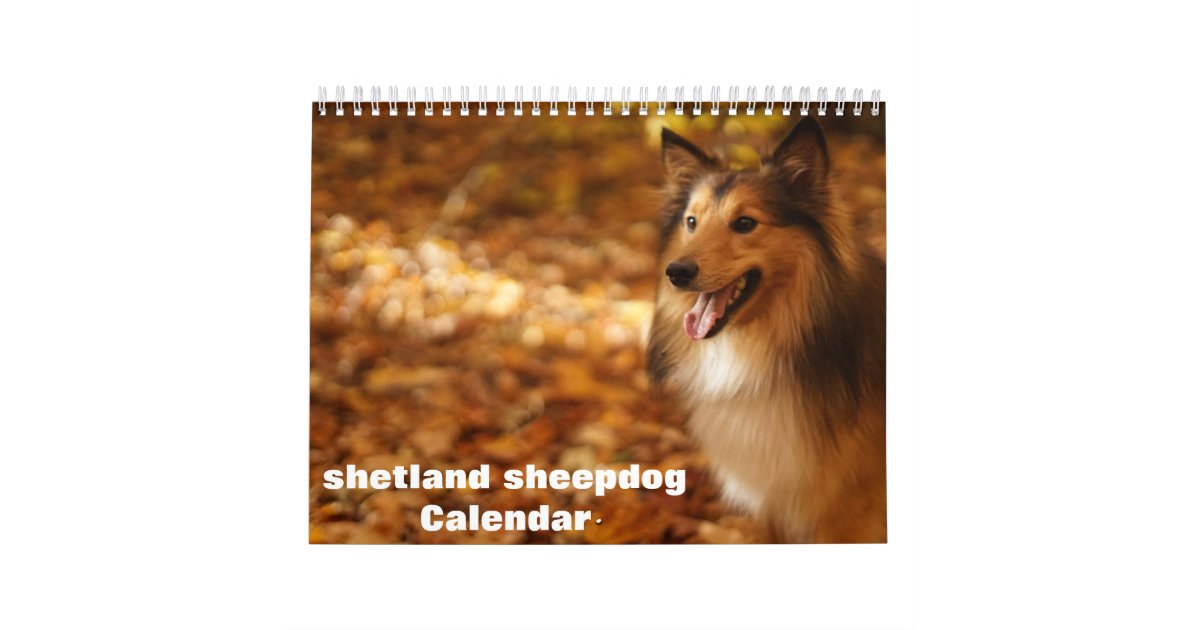 2026 Shetland Sheepdog Calendar | Zazzle