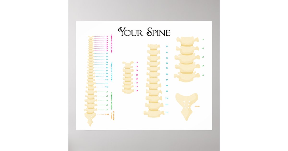 20" x 16", Spinal Column Poster | Zazzle