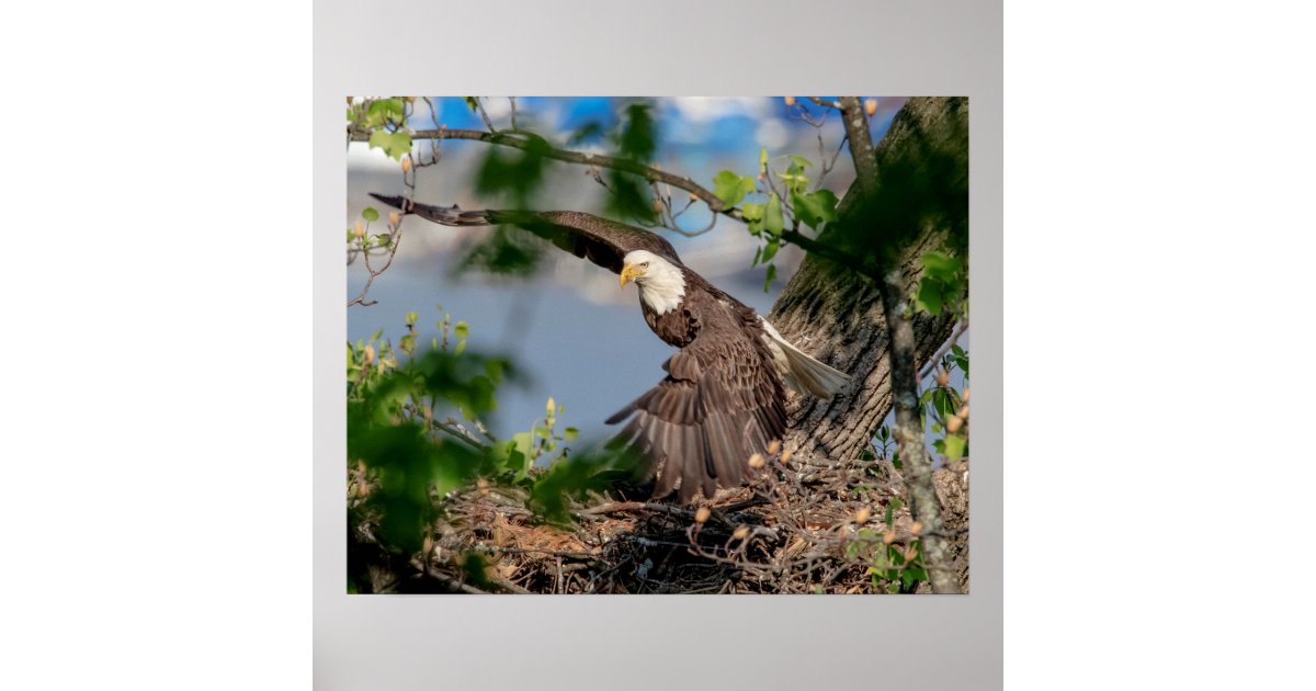20x16 Bald Eagle leaving the nest Poster | Zazzle