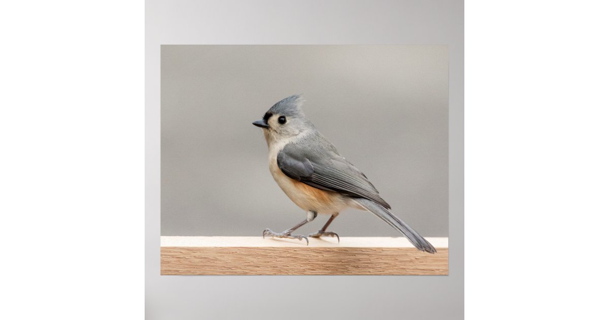 20x16 Tufted Titmouse Poster | Zazzle