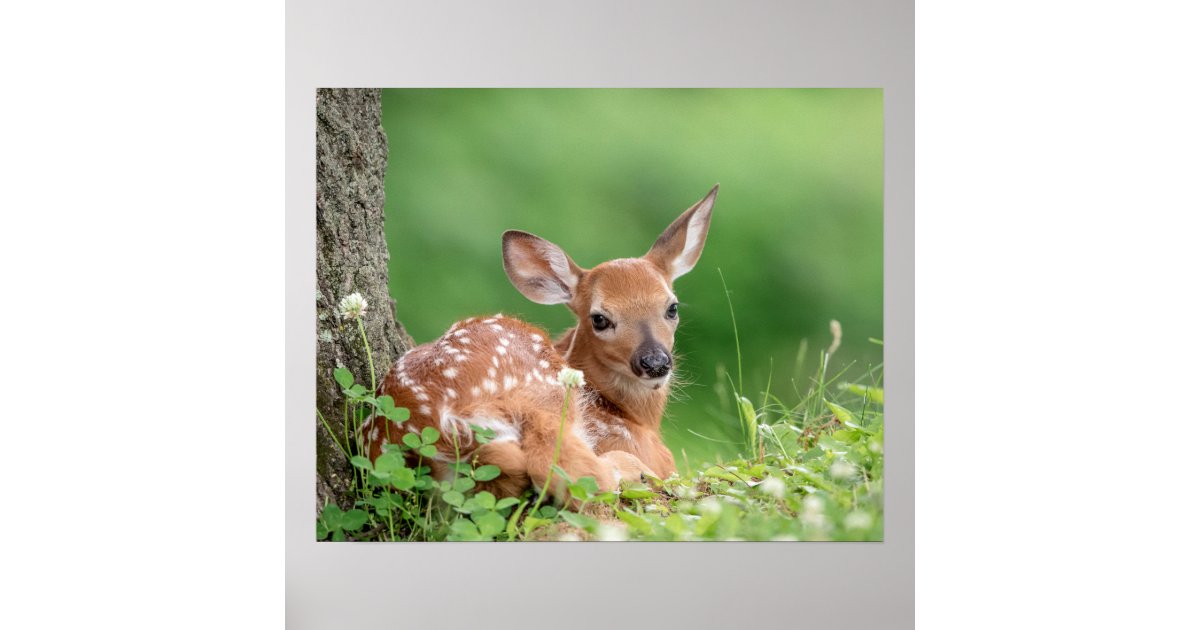 20x6 Adorable Fawn laying under a tree Poster | Zazzle