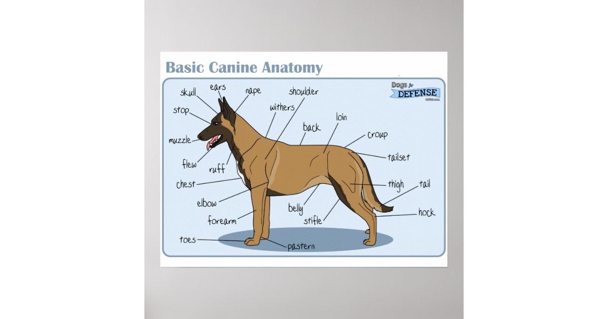 24x18 Canine Anatomy Poster | Zazzle.com