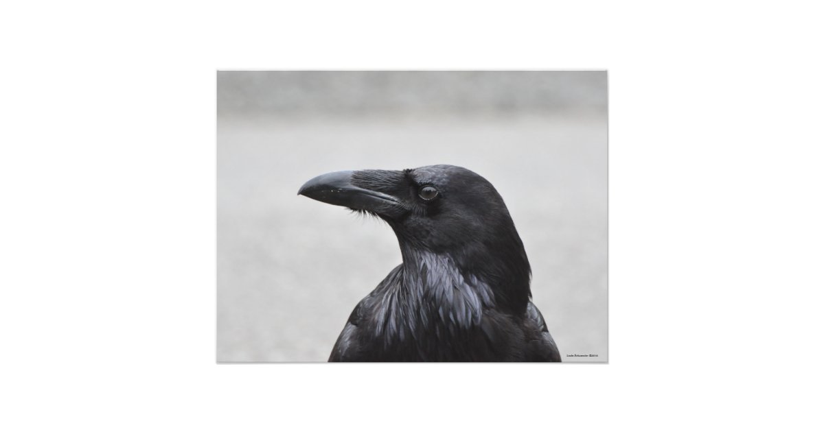 24X18 Raven the Magnificent! Photo Print | Zazzle