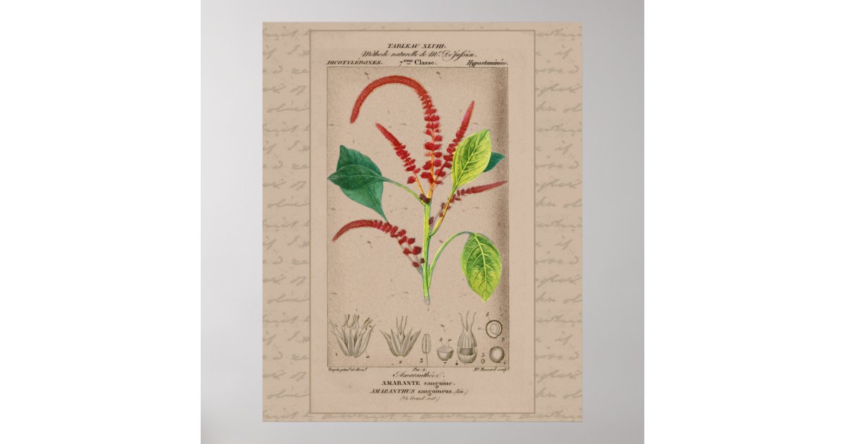 24X30 French Botanical Illustration Amaranthus Poster | Zazzle