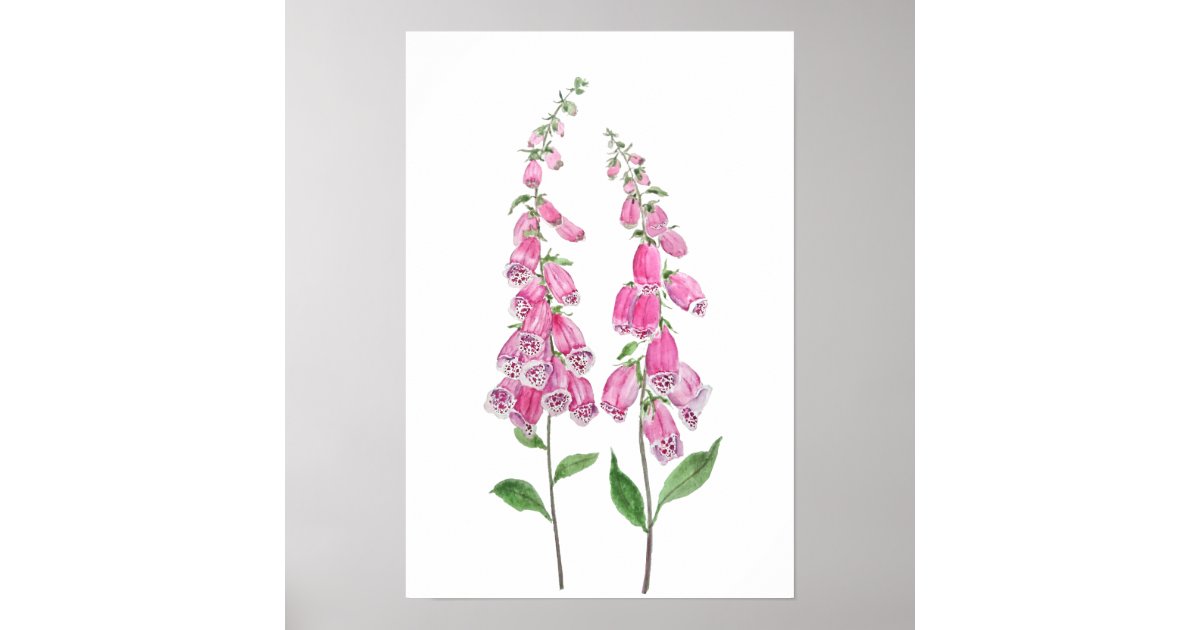 2 pink foxgloves flowers blossom poster | Zazzle