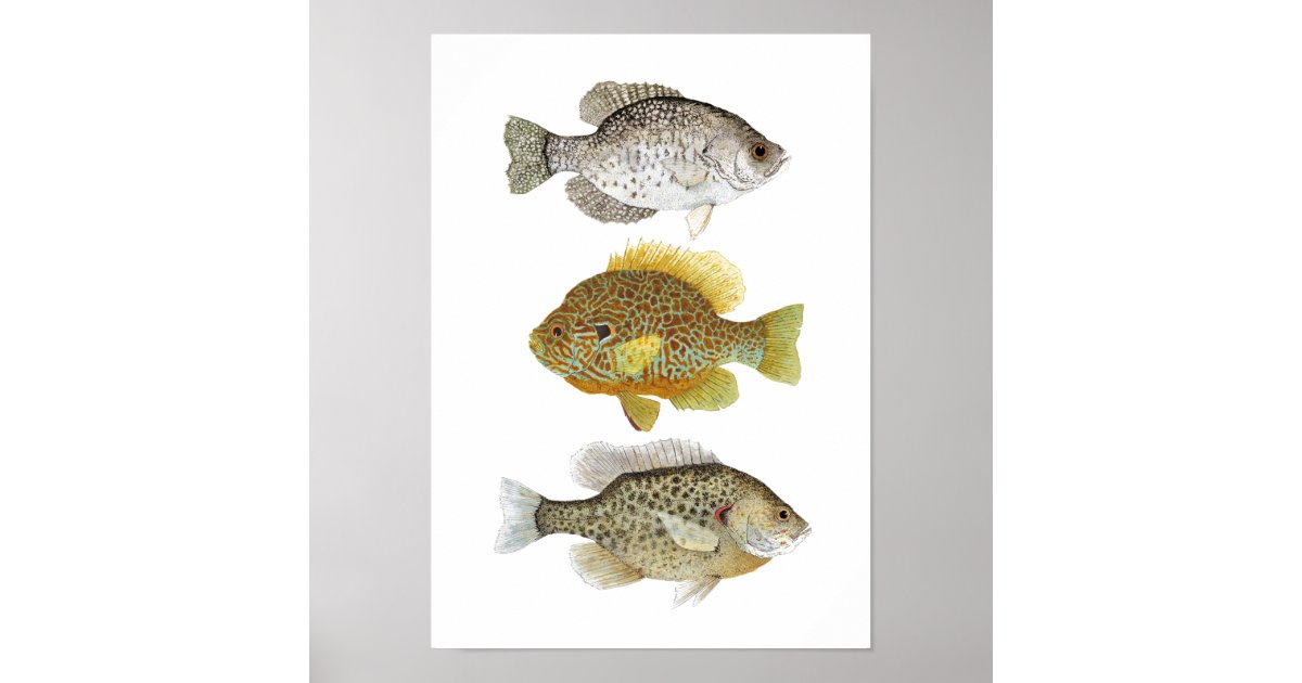 2 Sunfish & a Crappie Art Poster | Zazzle