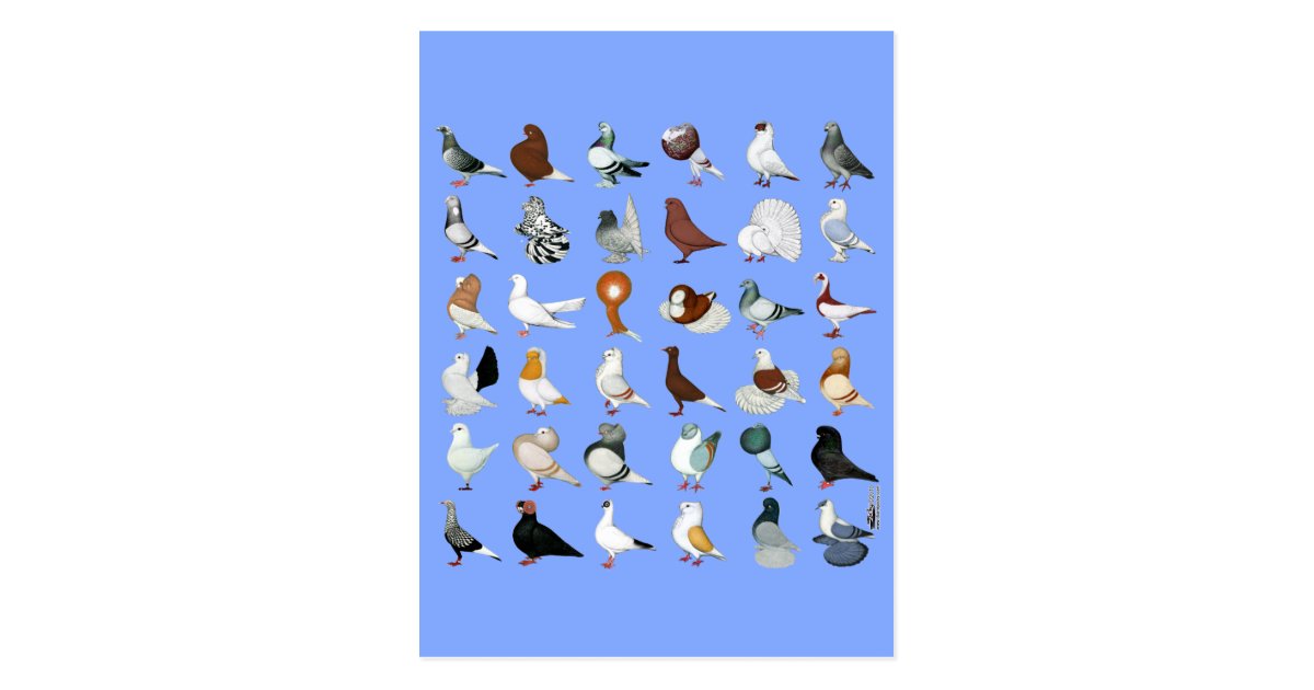 36 Pigeon Breeds Postcard | Zazzle.com