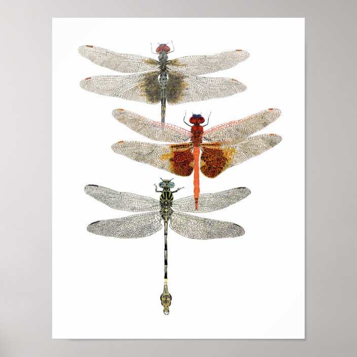 3 Dragonfly Art Poster | Zazzle.com