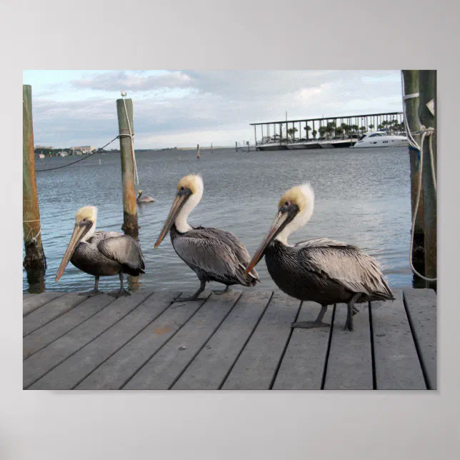 3 Pelicans in a row Poster | Zazzle