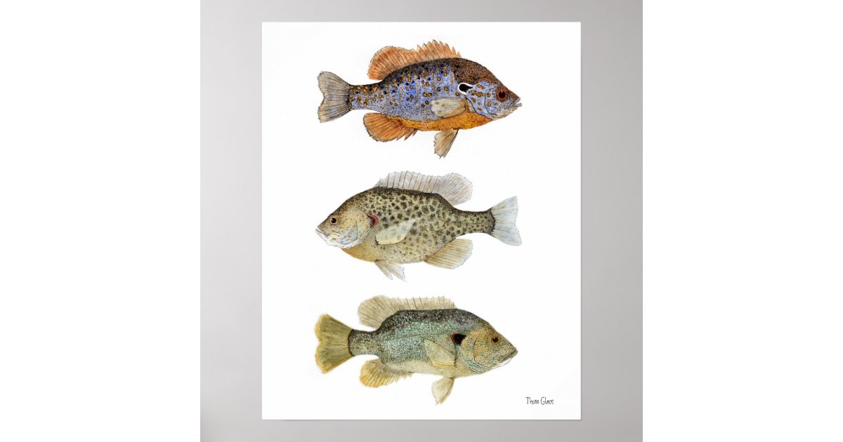 3 Sunfish Poster | Zazzle