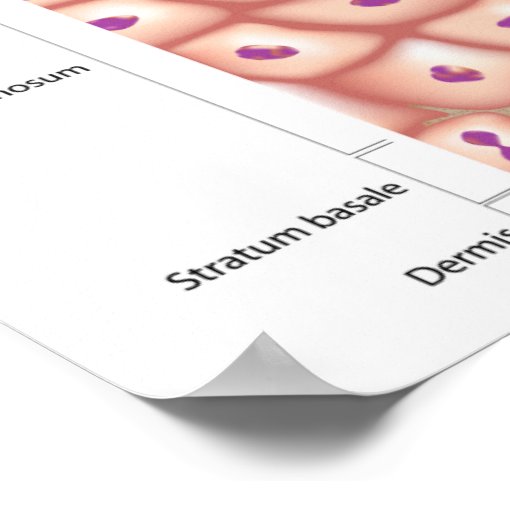 3d anatomy of the epidermis Poster | Zazzle
