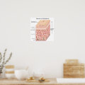 3d anatomy of the epidermis Poster | Zazzle