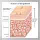 3d anatomy of the epidermis Poster | Zazzle