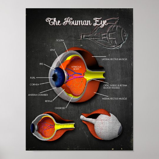 3D Cross Section of the Human Eye + Legend Poster | Zazzle.com