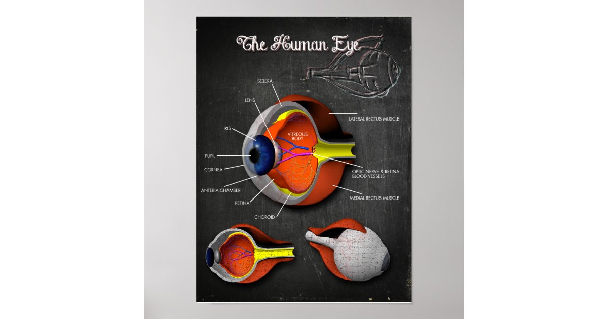 3D Cross Section of the Human Eye + Legend Poster | Zazzle