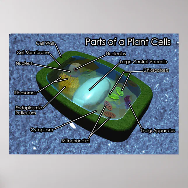 Plant Cell 3d Plant Cell Model, 3D | KLM Bio Scientific