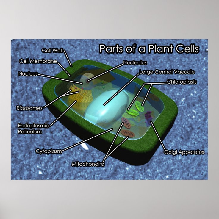 3D Plant Cell Diagram Poster | Zazzle