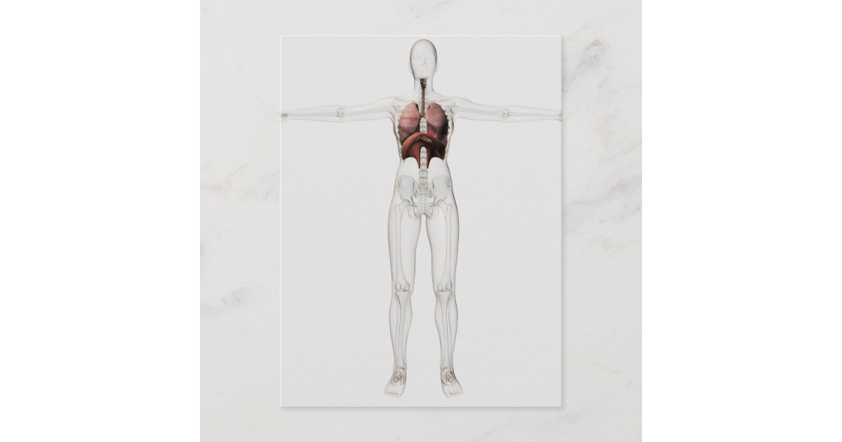 3D View Of The Female Respiratory System Postcard | Zazzle
