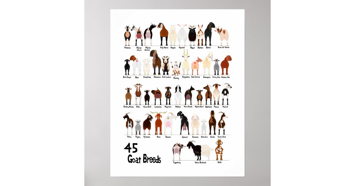 45 breeds of goats chart | Zazzle